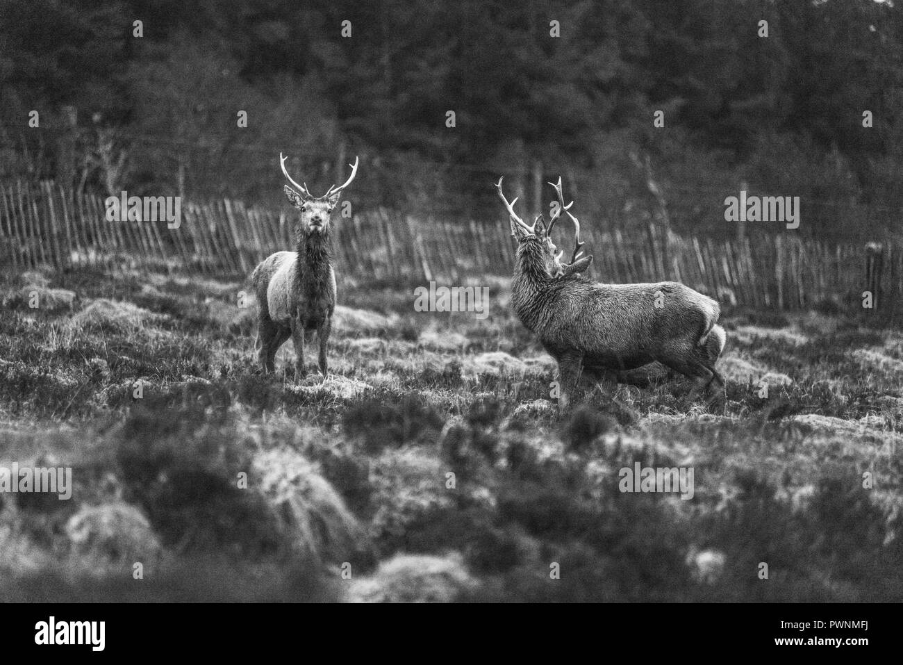 Red deer with fawn Black and White Stock Photos & Images - Alamy