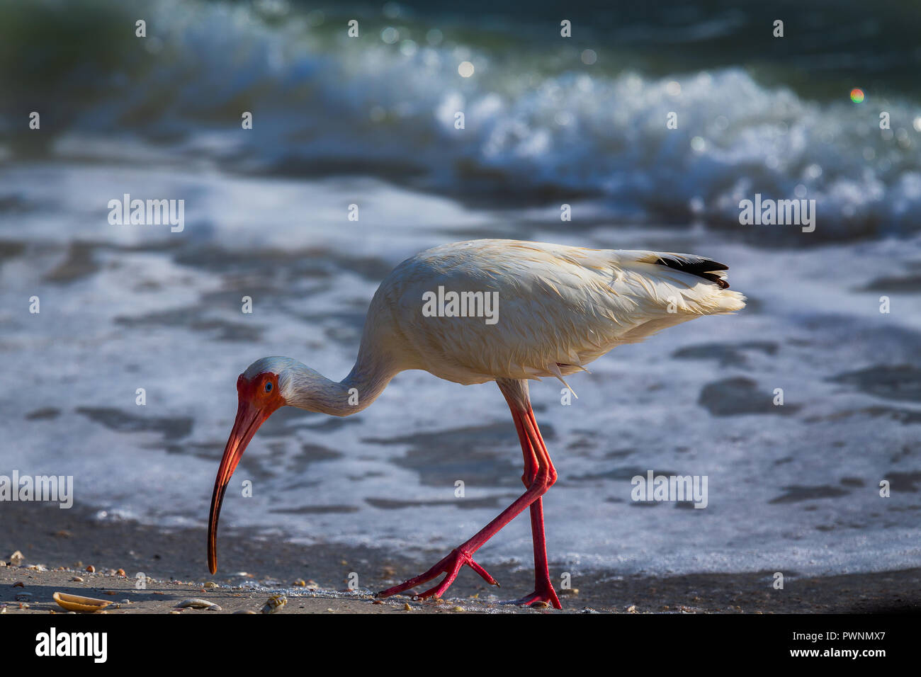 White Florida Ibis Stock Photo - Alamy