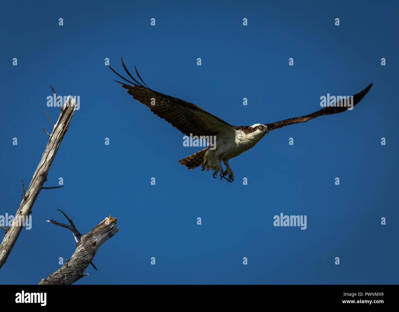 Osprey bird image hi-res stock photography and images - Alamy