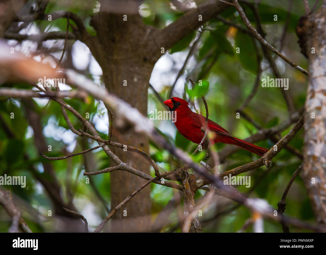 The northern cardinal (Cardinalis cardinalis) is a bird in the genus ...