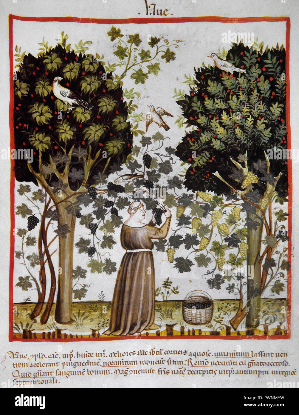 Tacuinum Sanitatis. 14th century. Medieval handbook of health ...