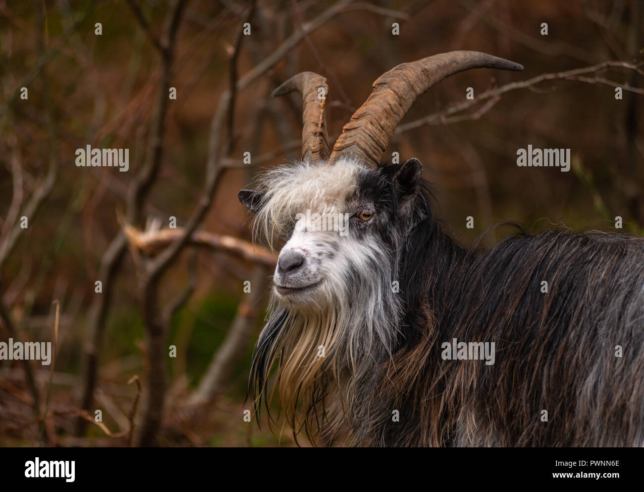 Feral Goat of Scotland Stock Photo - Alamy