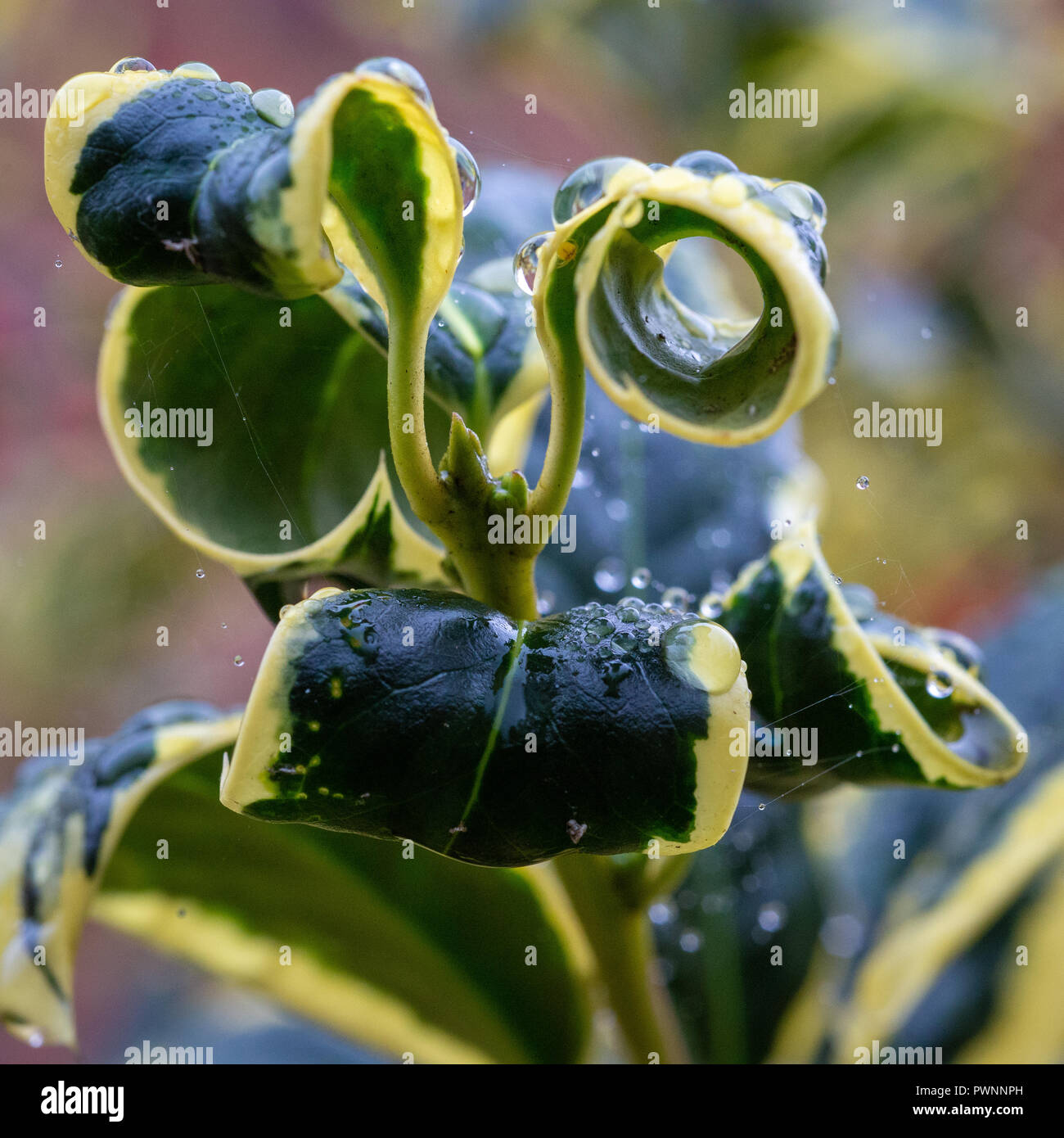 Variegated holly ilex aquifolium hi-res stock photography and images ...