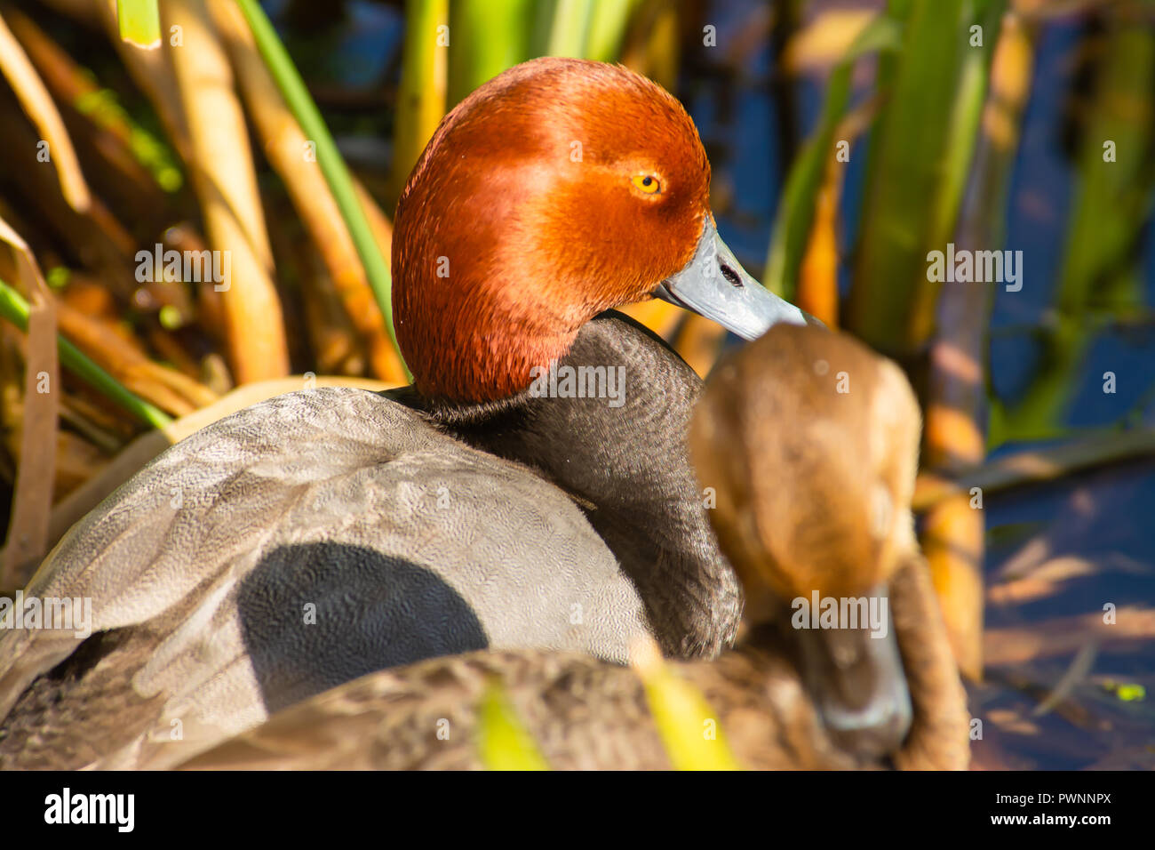 Male red headed duck hi-res stock photography and images - Alamy