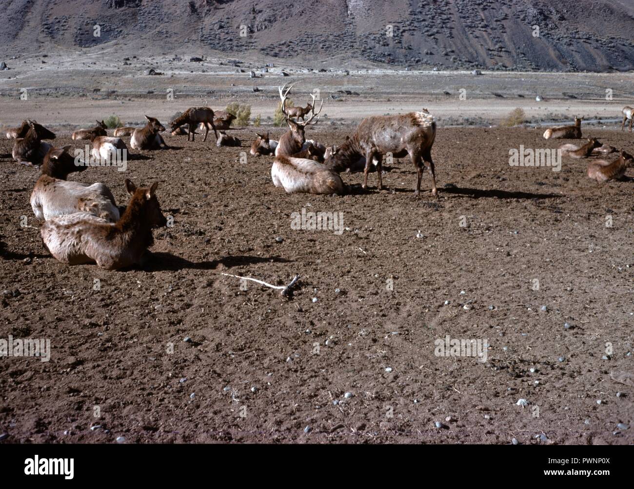 Vintage, authentic archival photograph, 1965 Stock Photo - Alamy