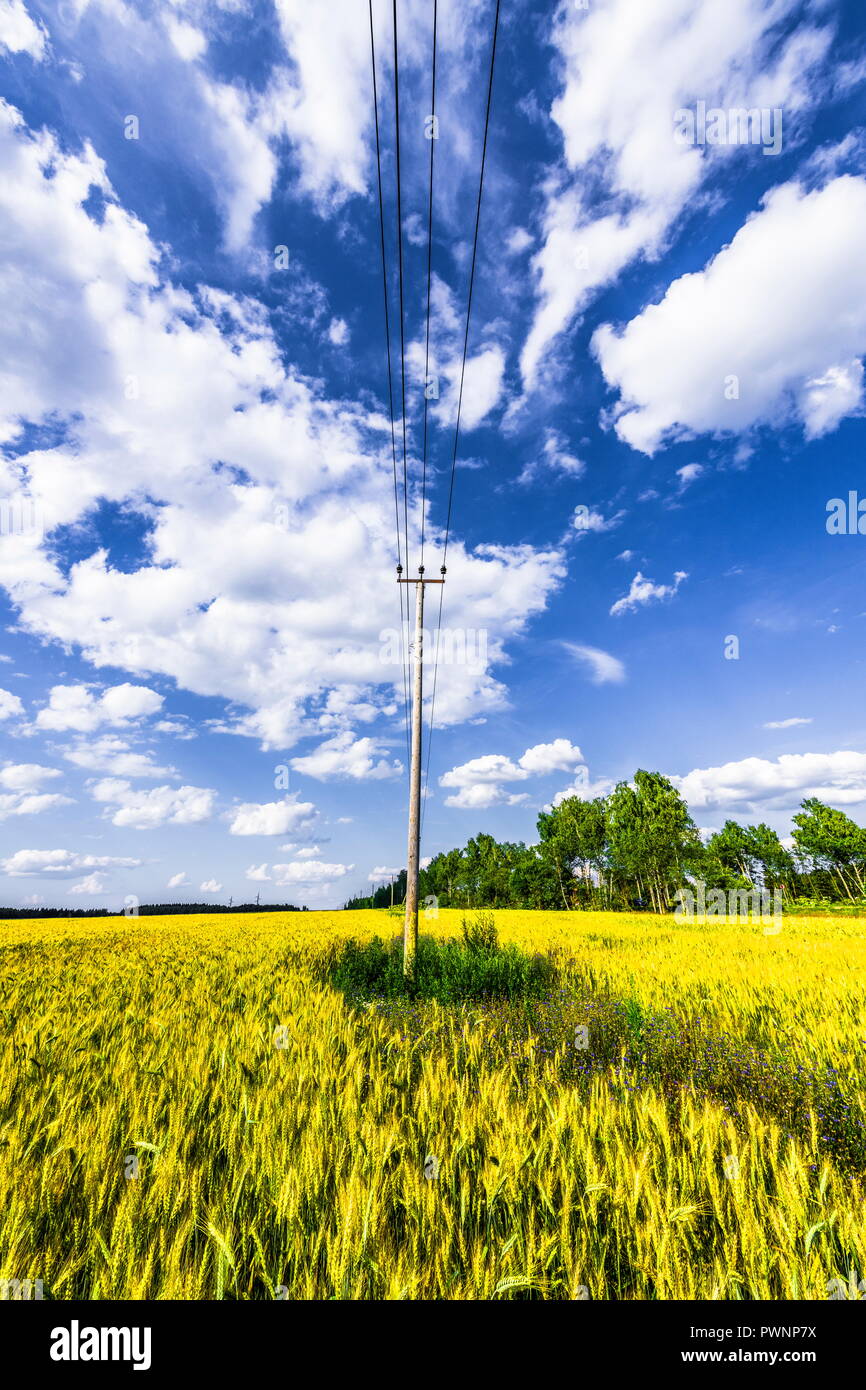 Power line on a wheat field Stock Photo - Alamy