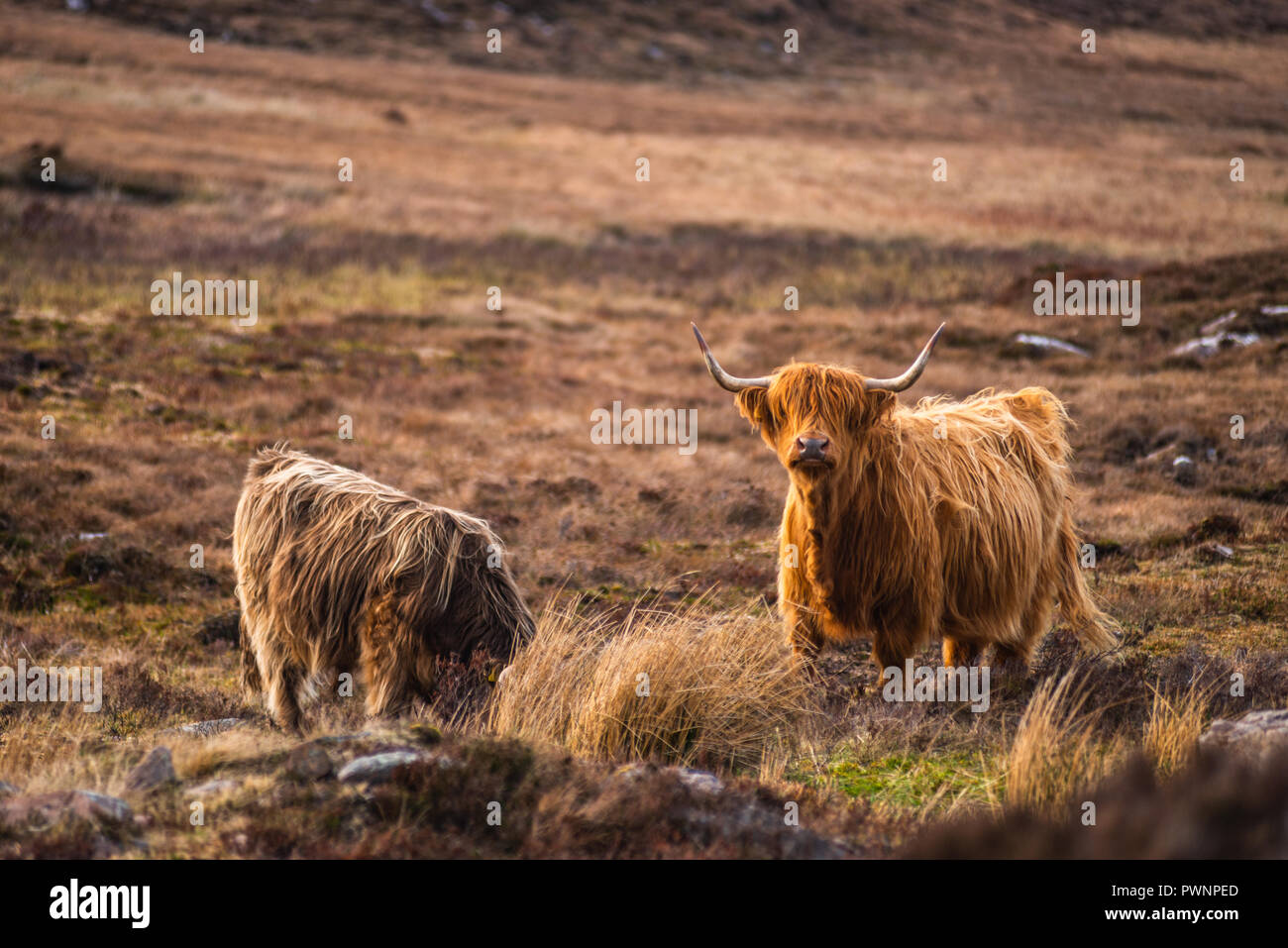 Highland cattle in warm evening light, Scottish highland cow Stock ...
