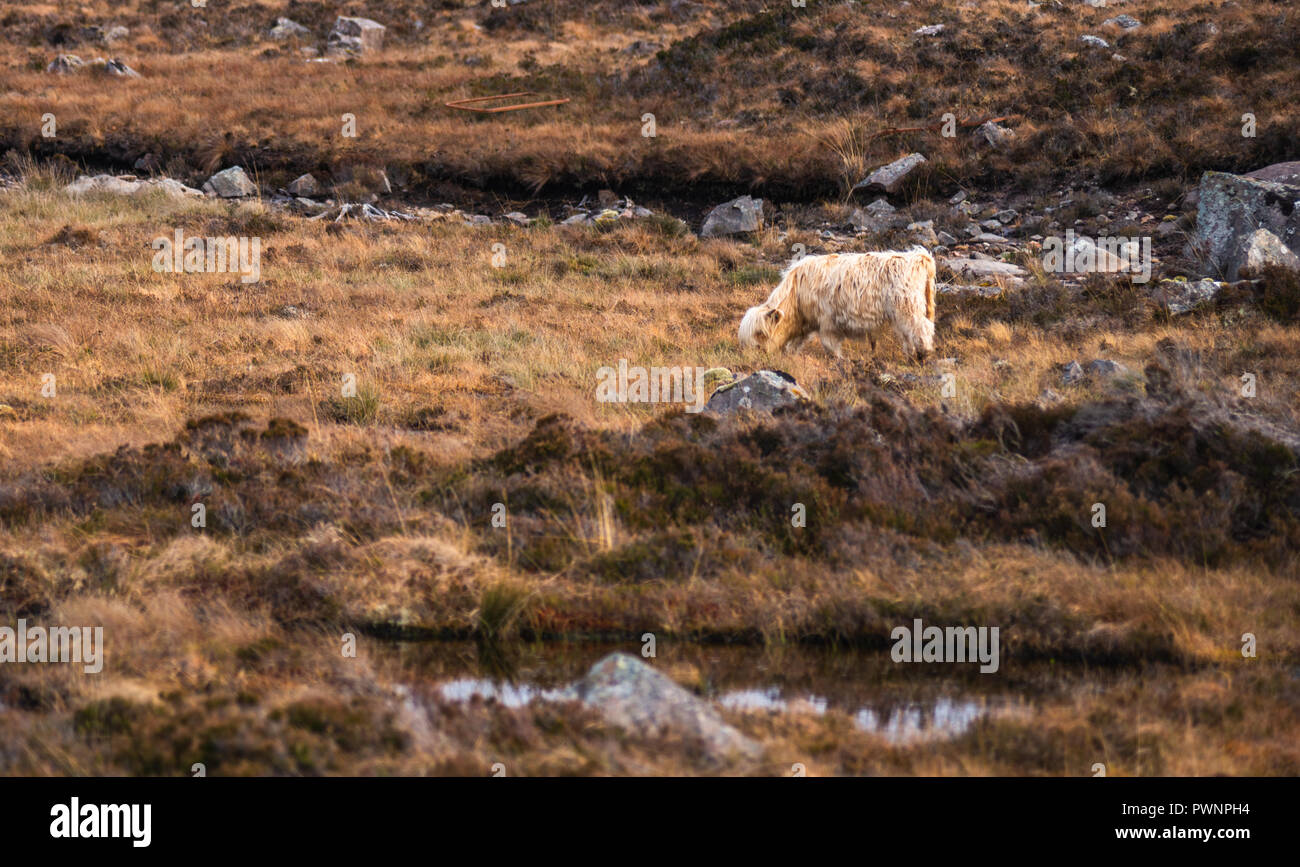 Grazing Highland cattle in warm evening light, Scottish highland cow ...