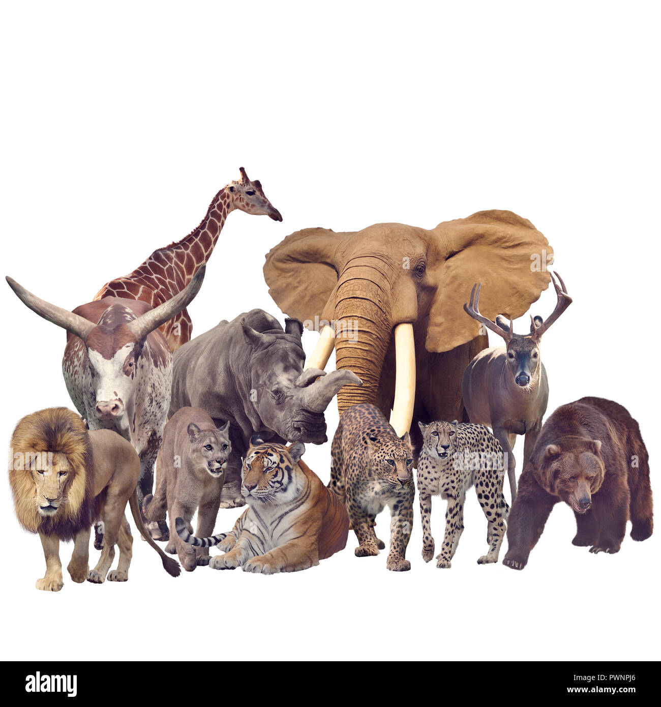 Wild mammals isolated on white background Stock Photo - Alamy