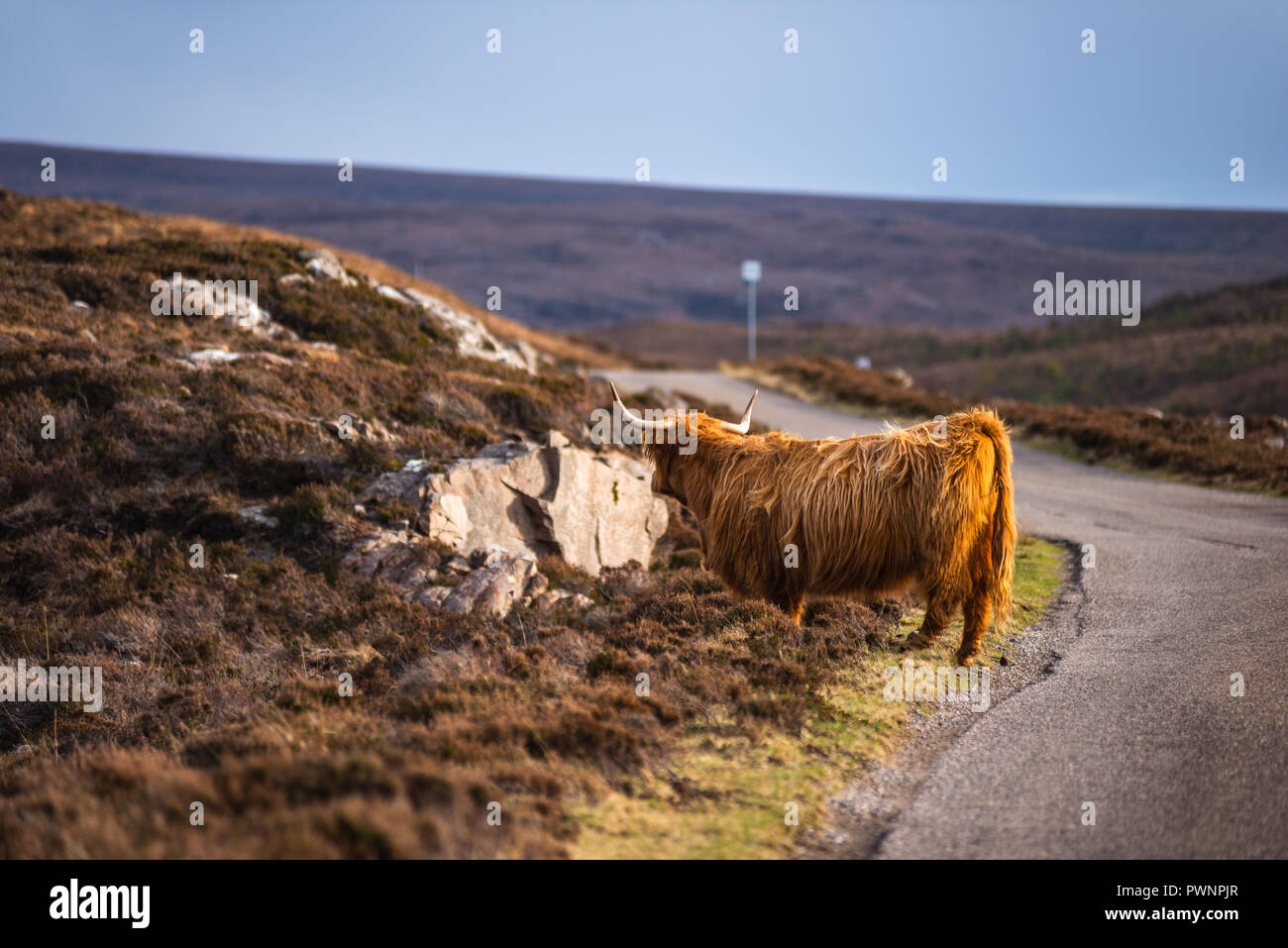 Highland cattle in warm evening light, Scottish highland cow Stock ...