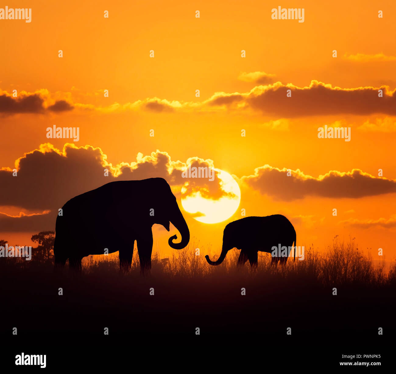 Baby African Elephants In Sunset