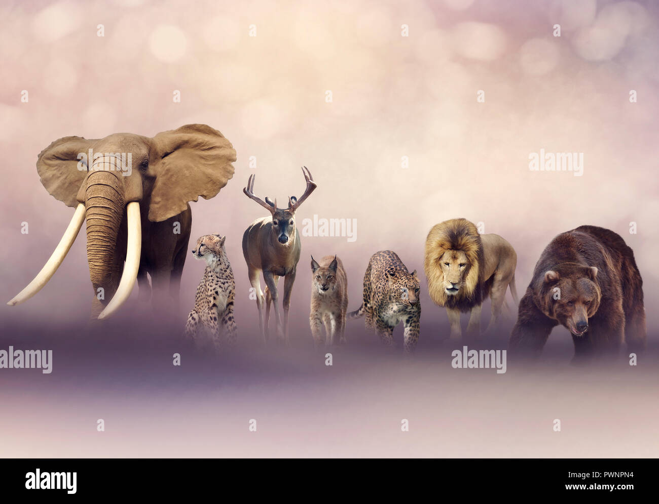 Group of wild animals hi-res stock photography and images - Alamy