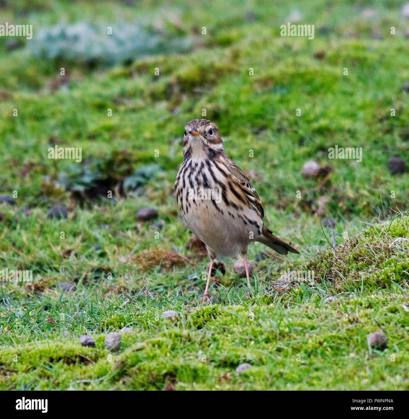 Pipit photo hi-res stock photography and images - Alamy