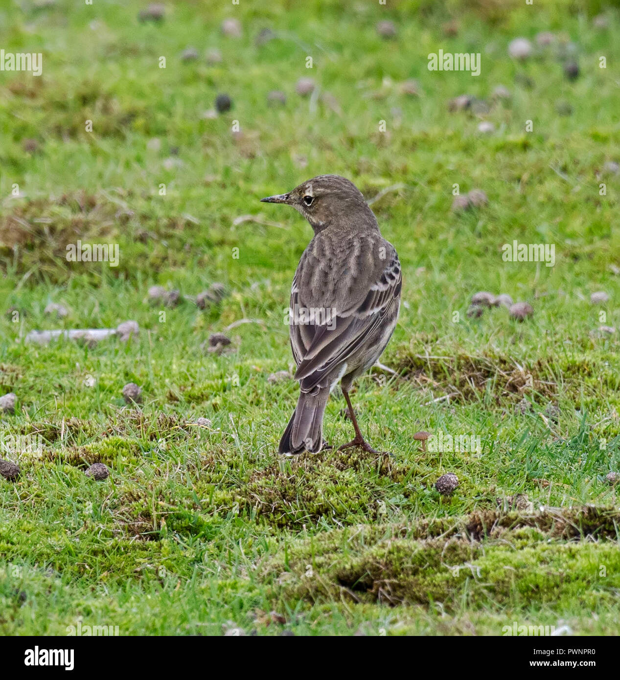 Pipit photo hi-res stock photography and images - Alamy