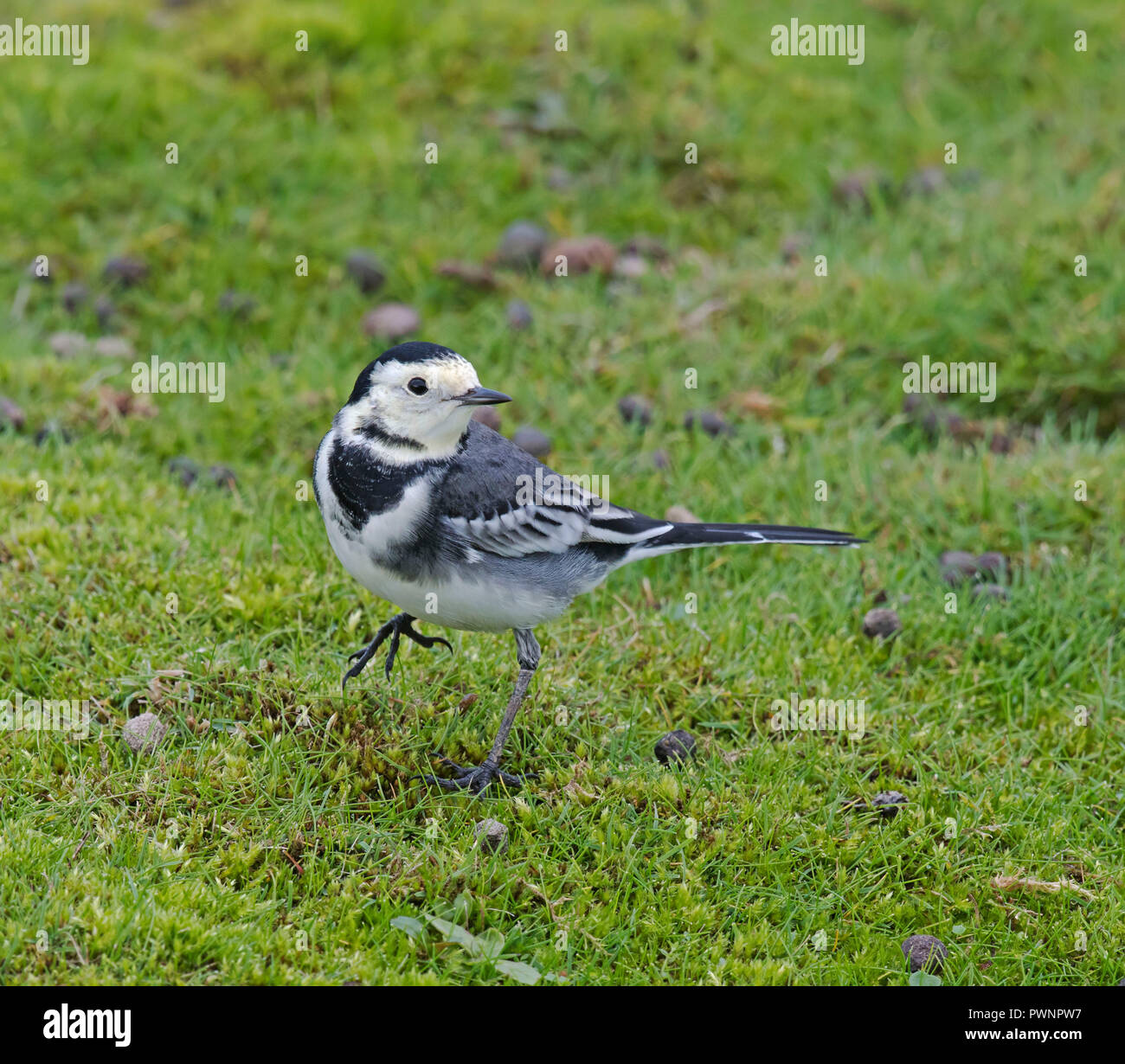 Pied wagtail female hi-res stock photography and images - Alamy