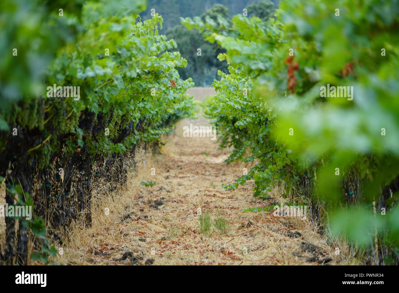 Grapes roots hi-res stock photography and images - Alamy