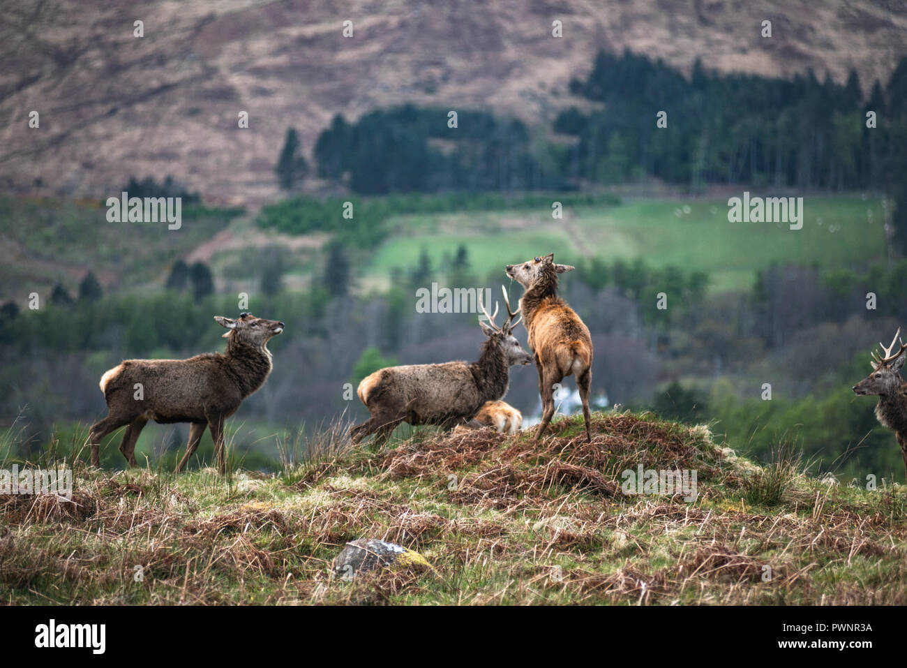 Scottish Red Deers, Stag, cervus elaphus scoticus, in the Scottish ...