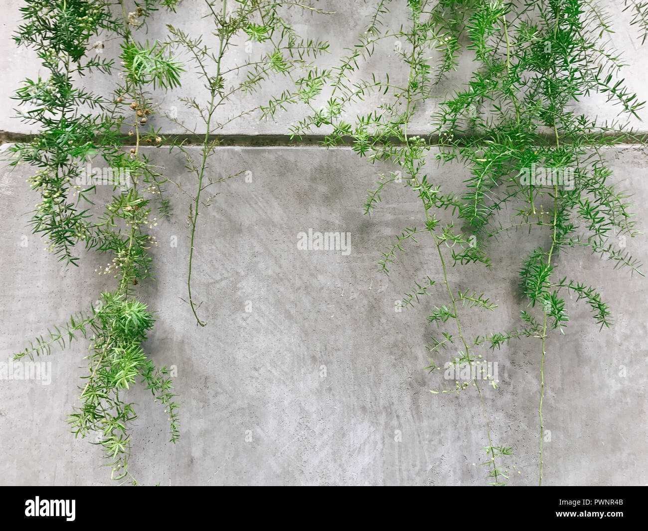 Textured Grey Wall Background, With Green Vines Growing Stock Photo - Alamy
