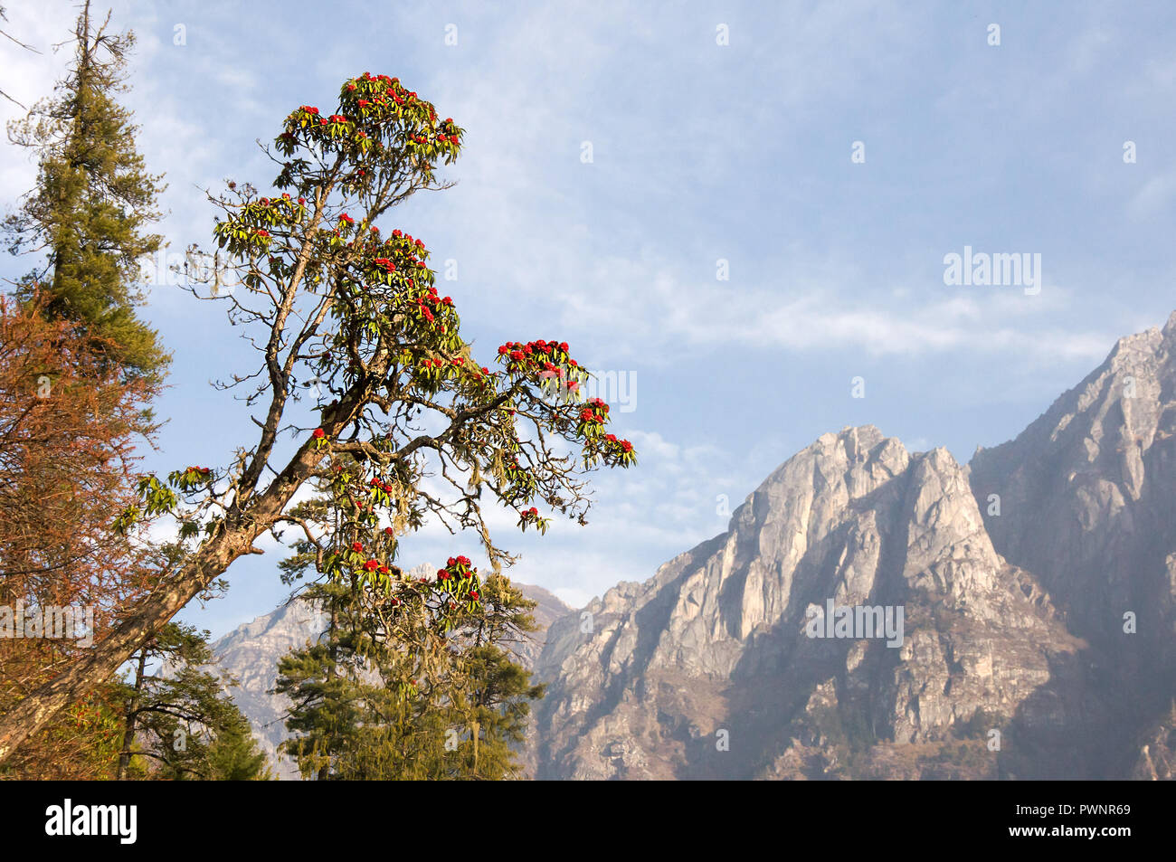 Nepal tree leaves autumn hi-res stock photography and images - Alamy