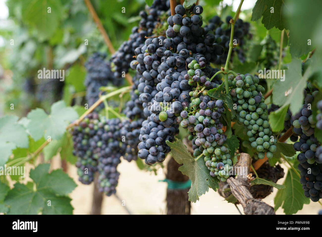 Grapes roots hi-res stock photography and images - Alamy