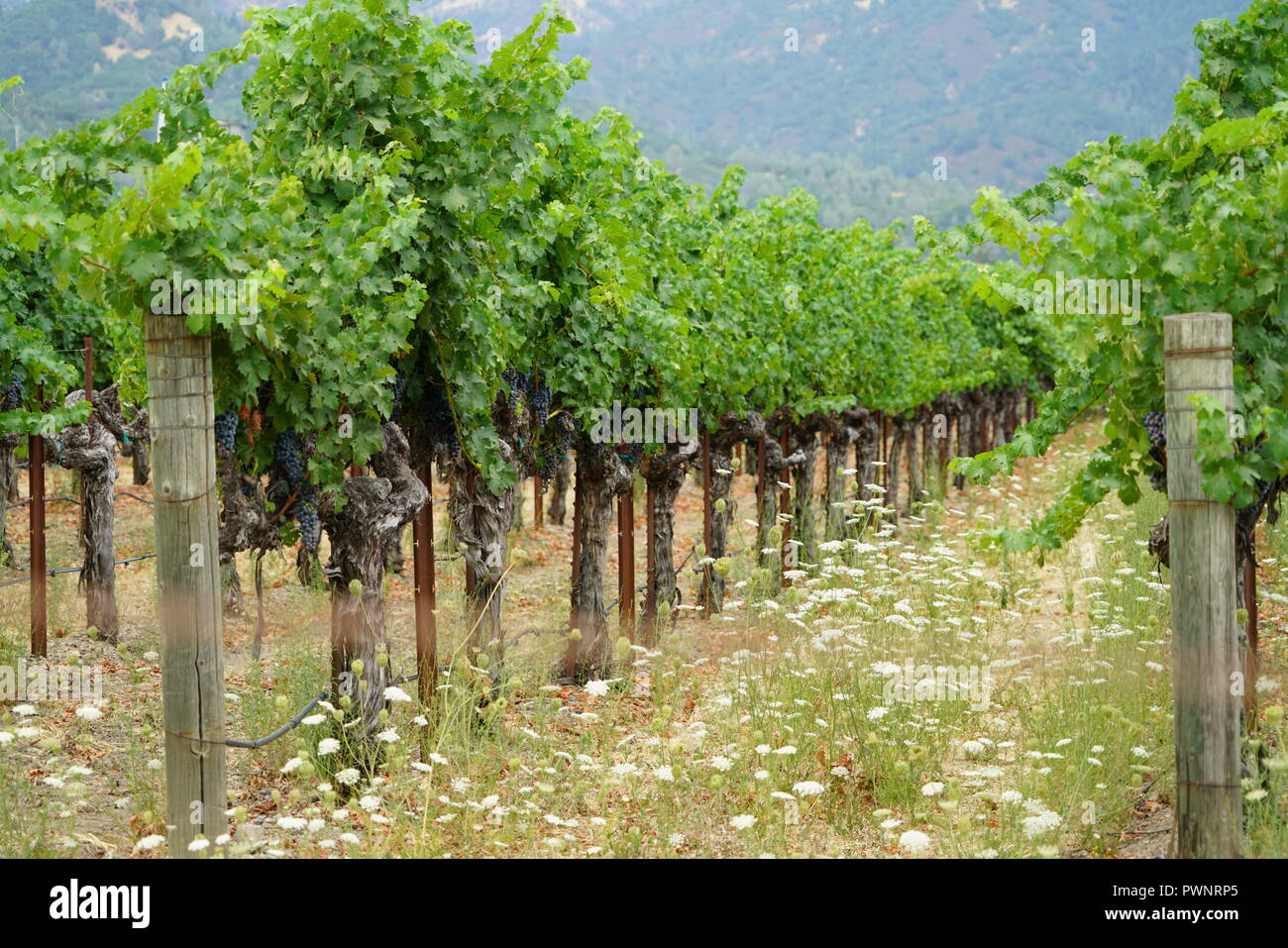 Grapes roots hi-res stock photography and images - Alamy