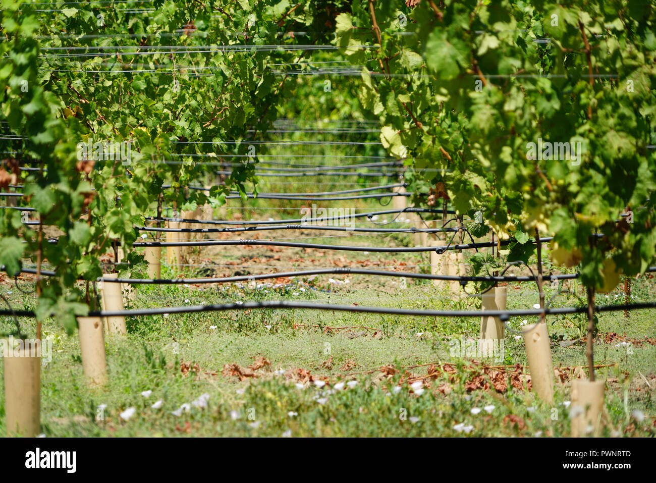 Grapes roots hi-res stock photography and images - Alamy