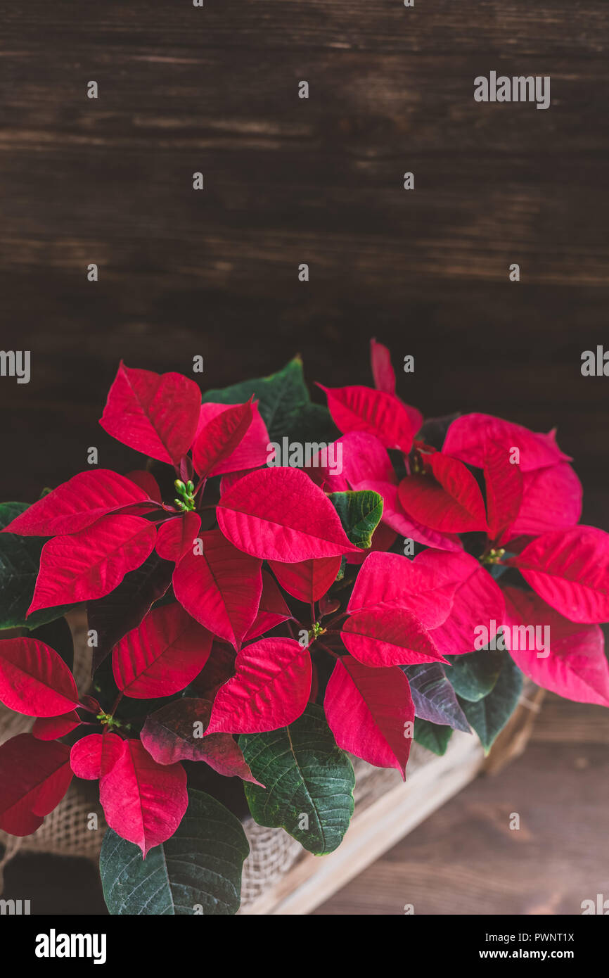Christmas Poinsettia isolated in wooden vintage rustic background ...
