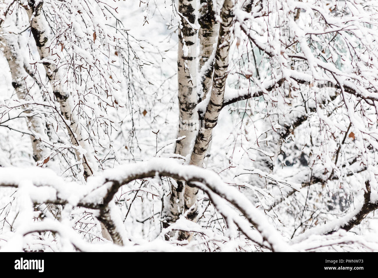 Birch trees under hoarfrost hi-res stock photography and images - Alamy