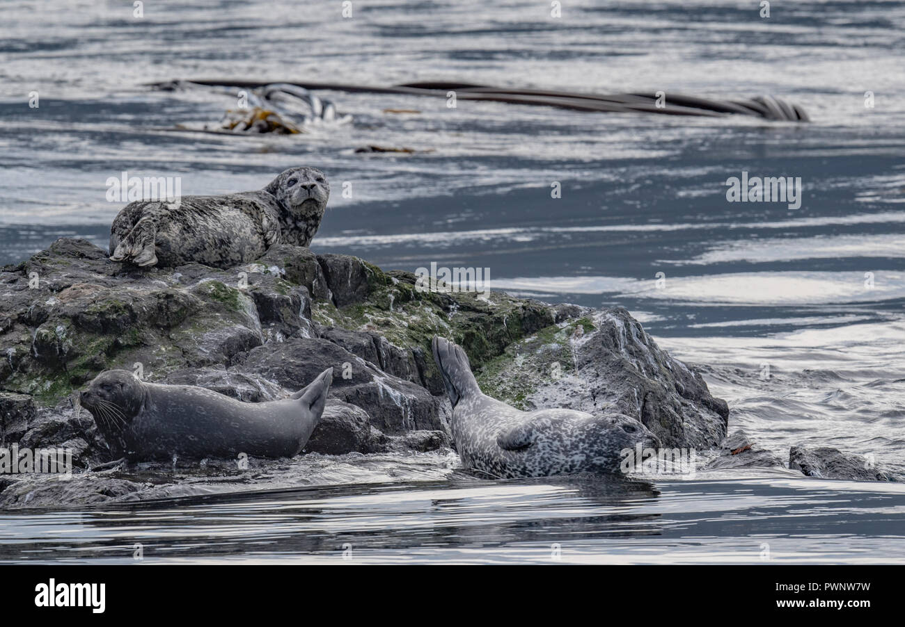 Harbour seals vancouver hi-res stock photography and images - Alamy