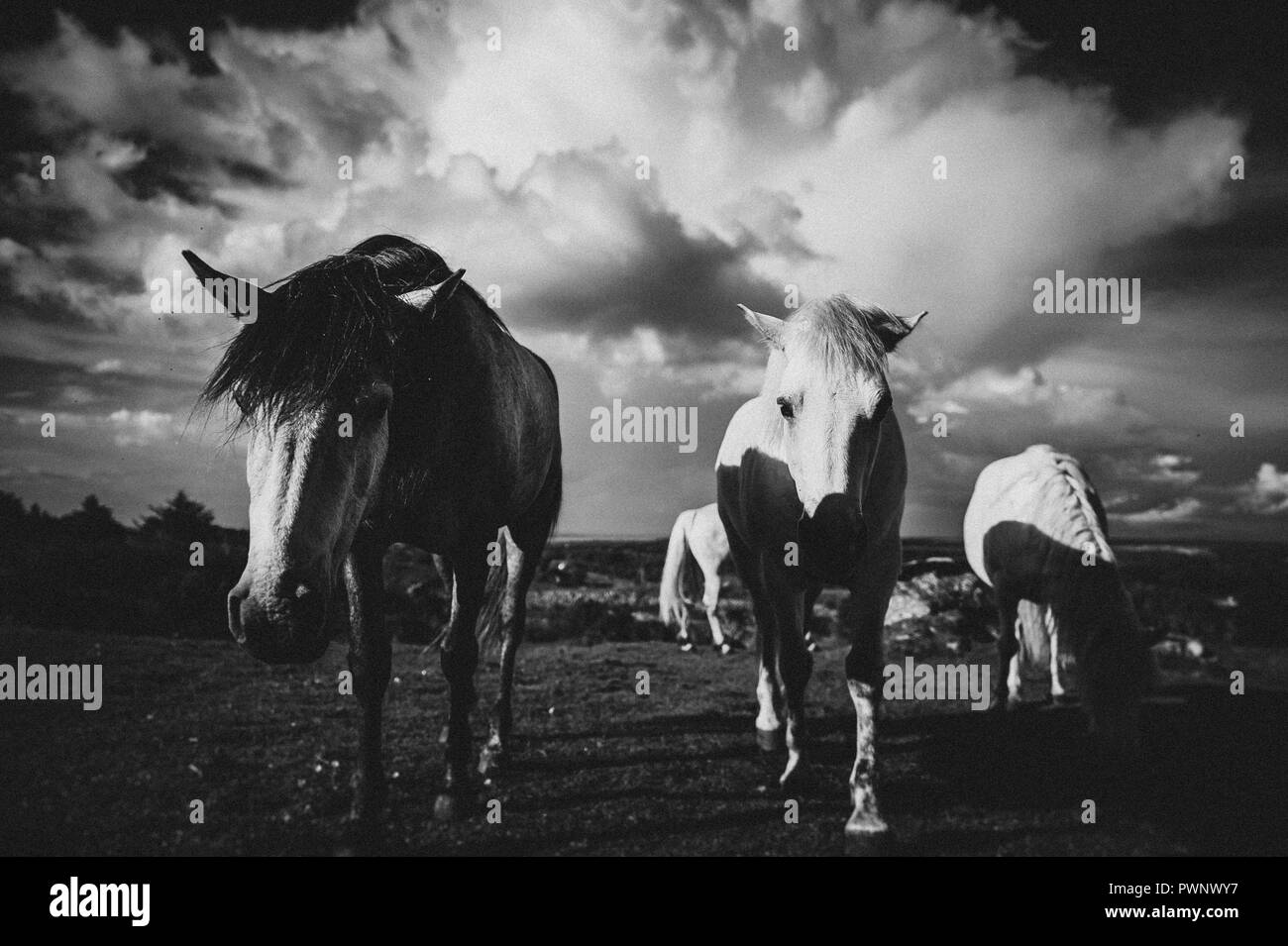 Portrait two horses in Black and White Stock Photos & Images - Alamy