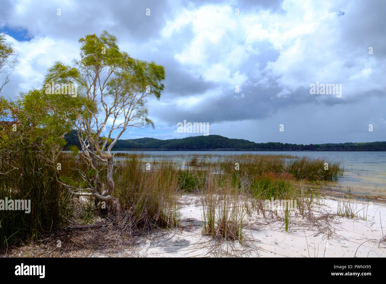 Lake Birrabeen - Fraser Island Stock Photo - Alamy