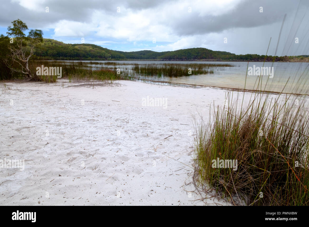 Lake Birrabeen - Fraser Island Stock Photo - Alamy