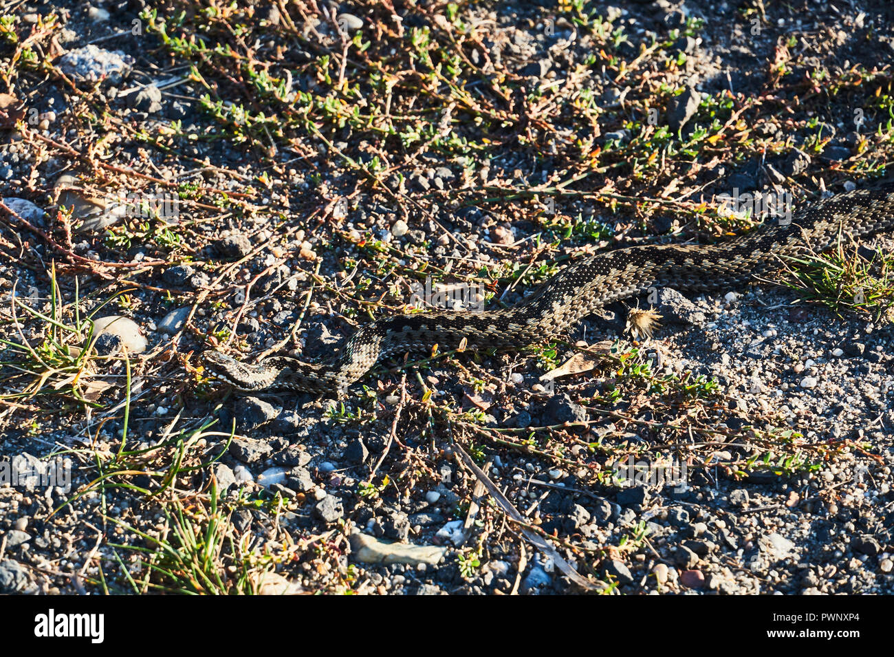 Vipera berus - poisonous snake in Poland Stock Photo - Alamy