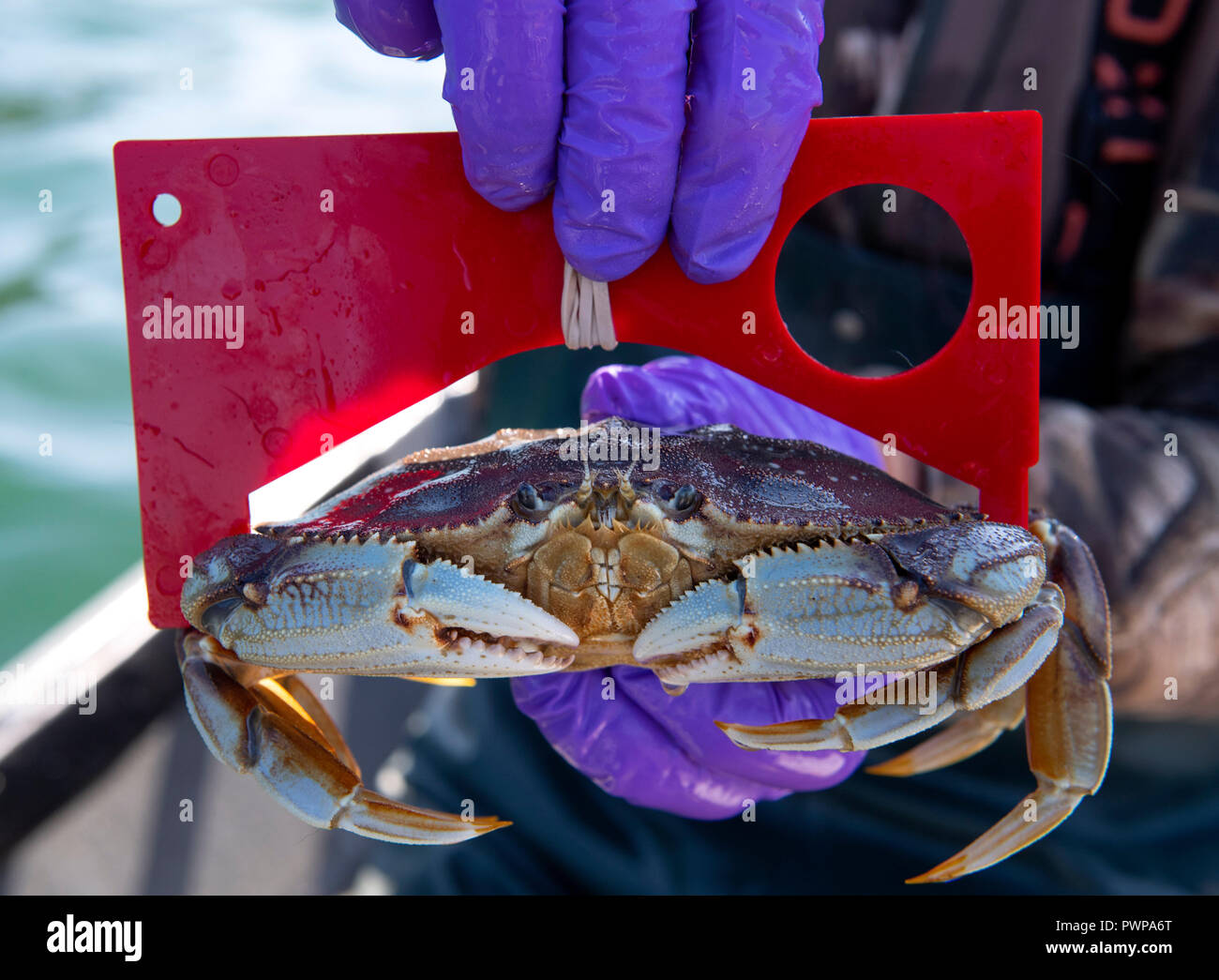 Seafood watch guide hi-res stock photography and images - Alamy
