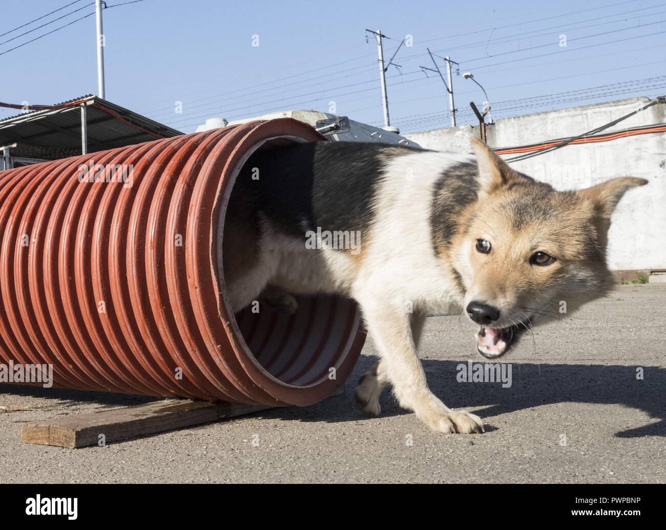 Sulimov Dog High Resolution Stock Photography and Images - Alamy
