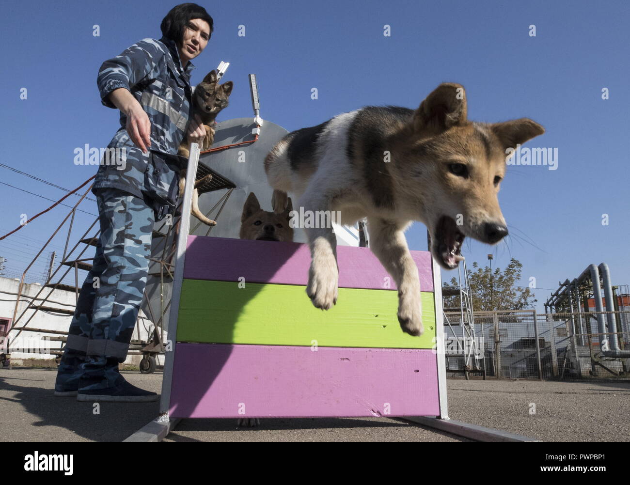 Sulimov Dog High Resolution Stock Photography and Images - Alamy