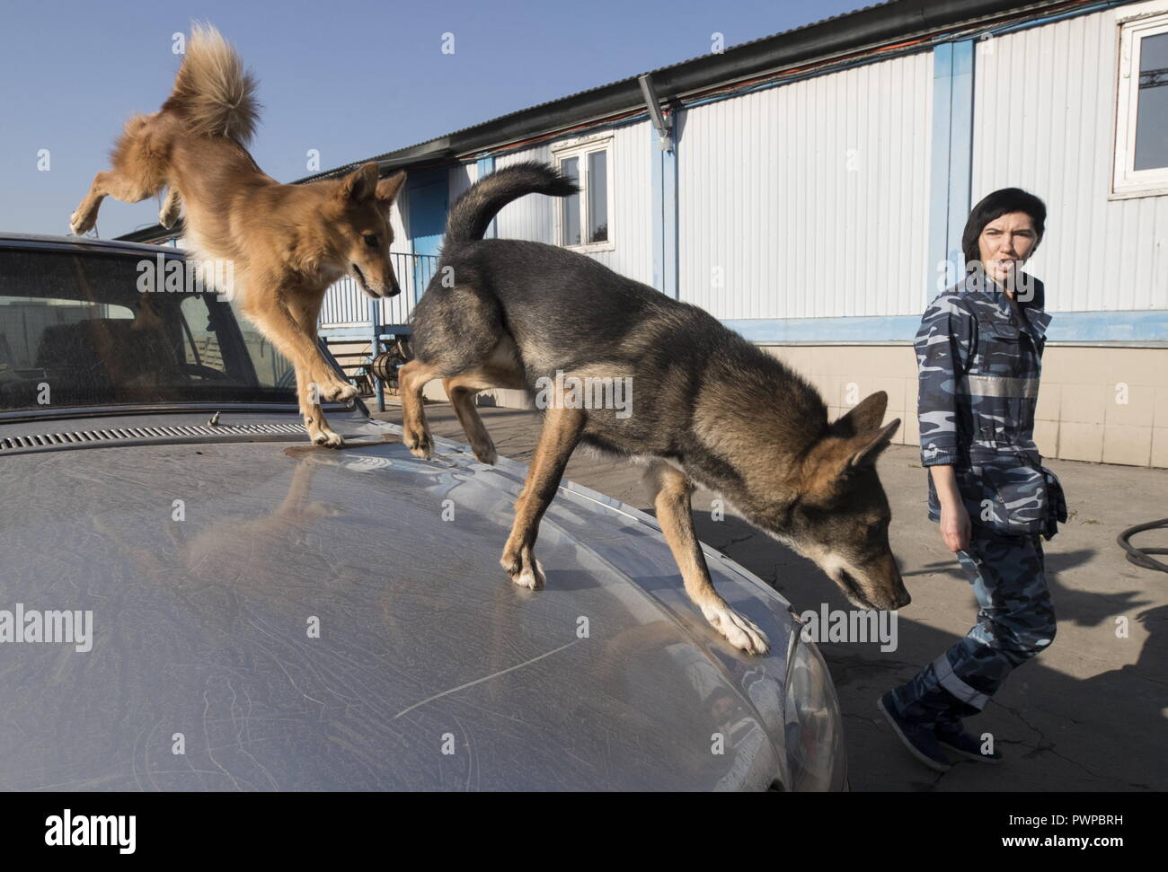 Sulimov Dog High Resolution Stock Photography and Images - Alamy