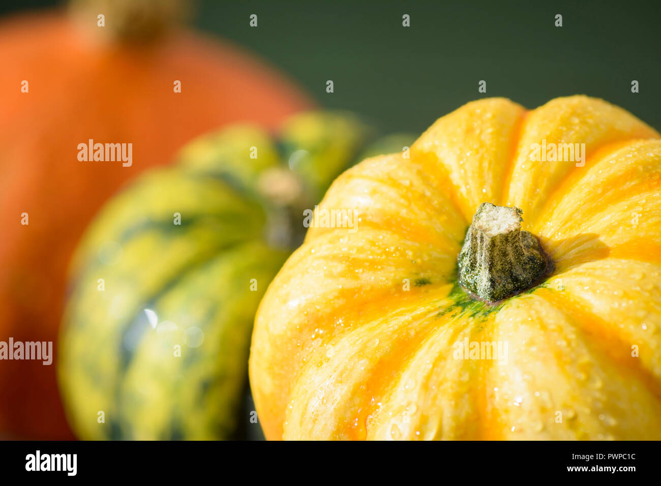 Orange, yellow and green mini squash taken outside. October 2018 Stock ...