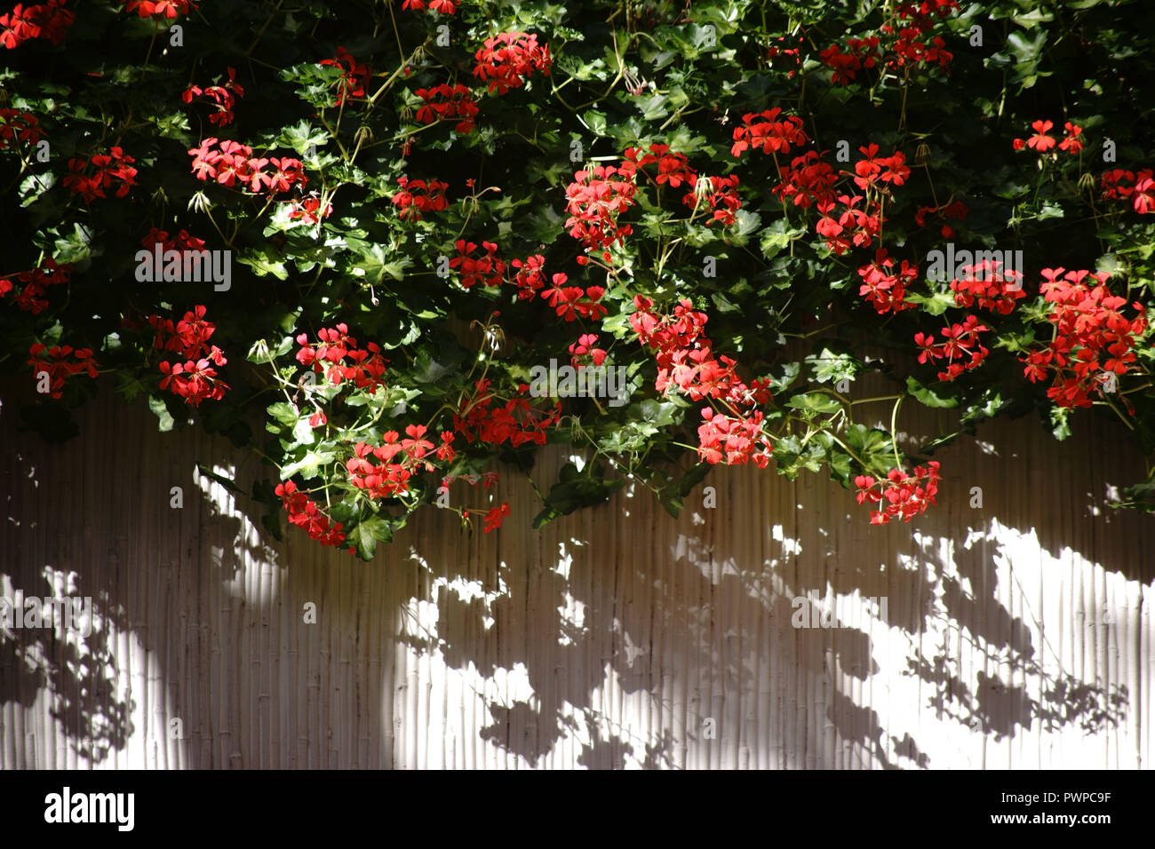 Red balcony flowers hang down a balcony and cast shadows Stock Photo ...