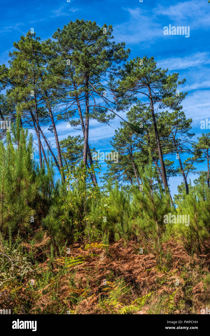 Landes Forest High Resolution Stock Photography and Images - Alamy