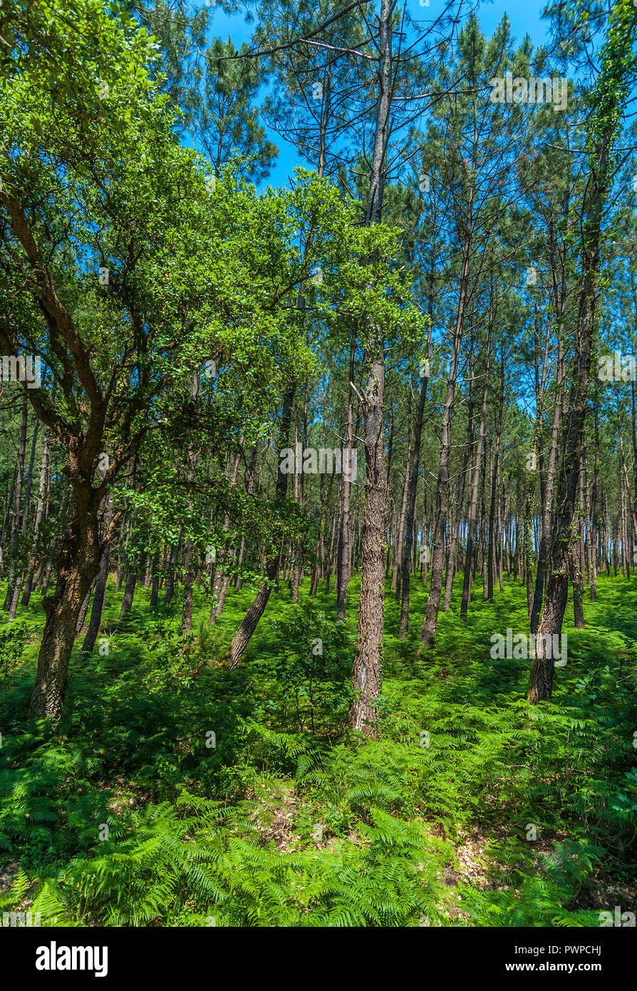 Landes Forest Stock Photos & Landes Forest Stock Images - Alamy