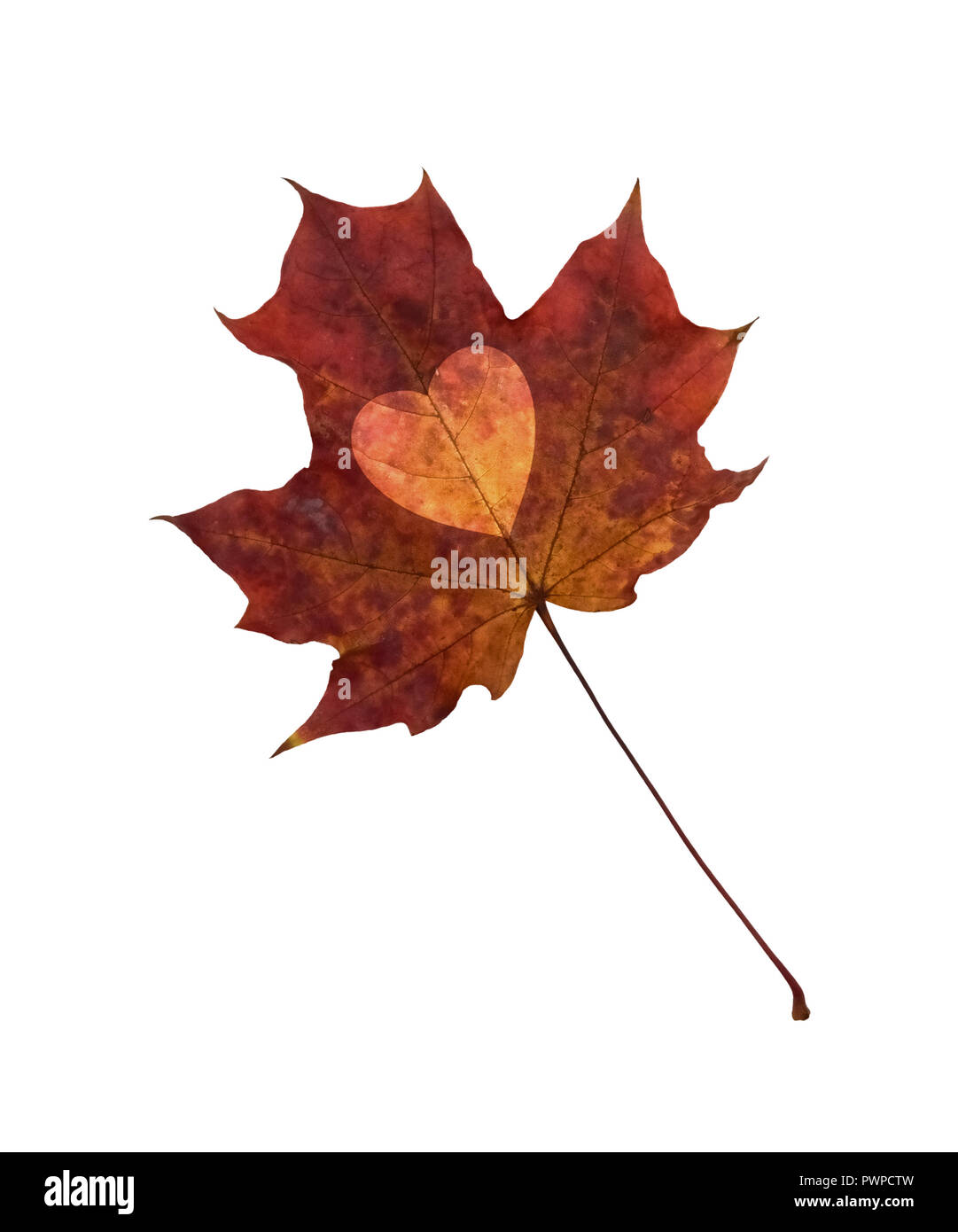 Dry maple leaf with a heart in the middle isolated on white background ...