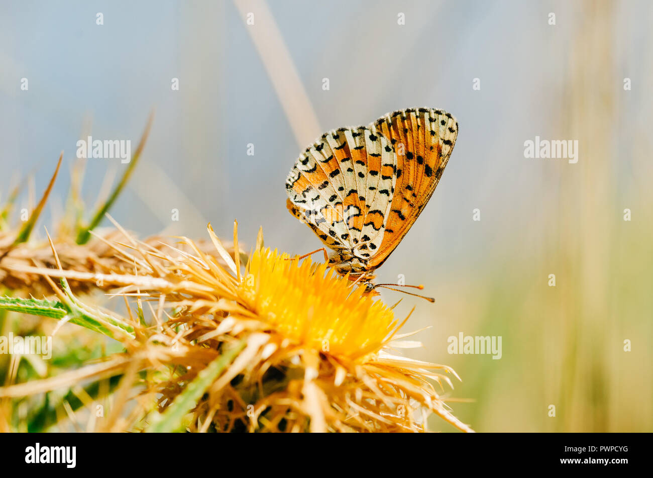 close up photography butterfly Stock Photo - Alamy