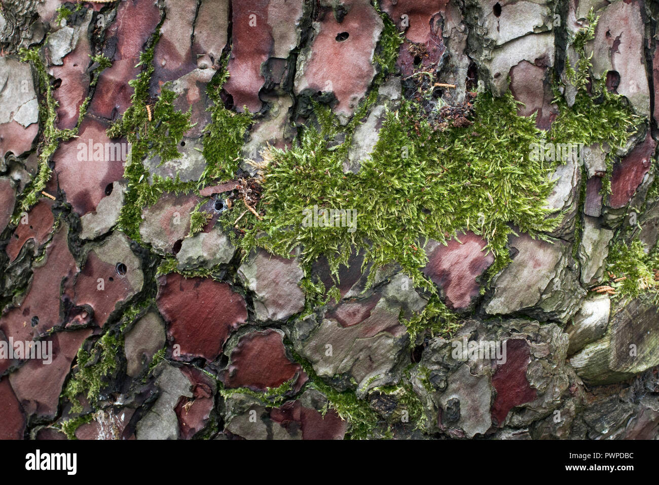 Close up moss pine hi-res stock photography and images - Alamy