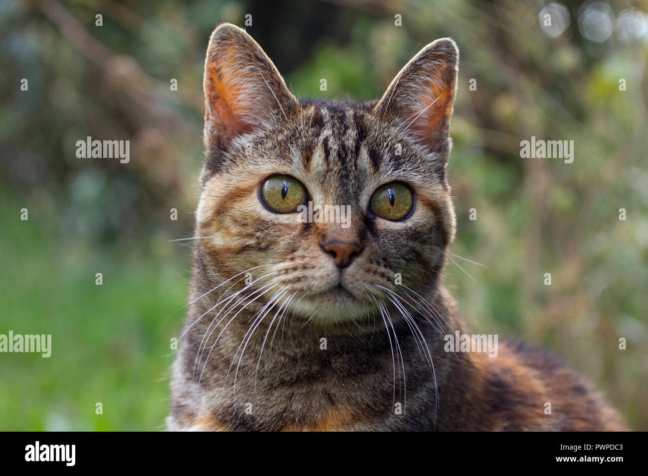 Human behaviour head hi-res stock photography and images - Alamy