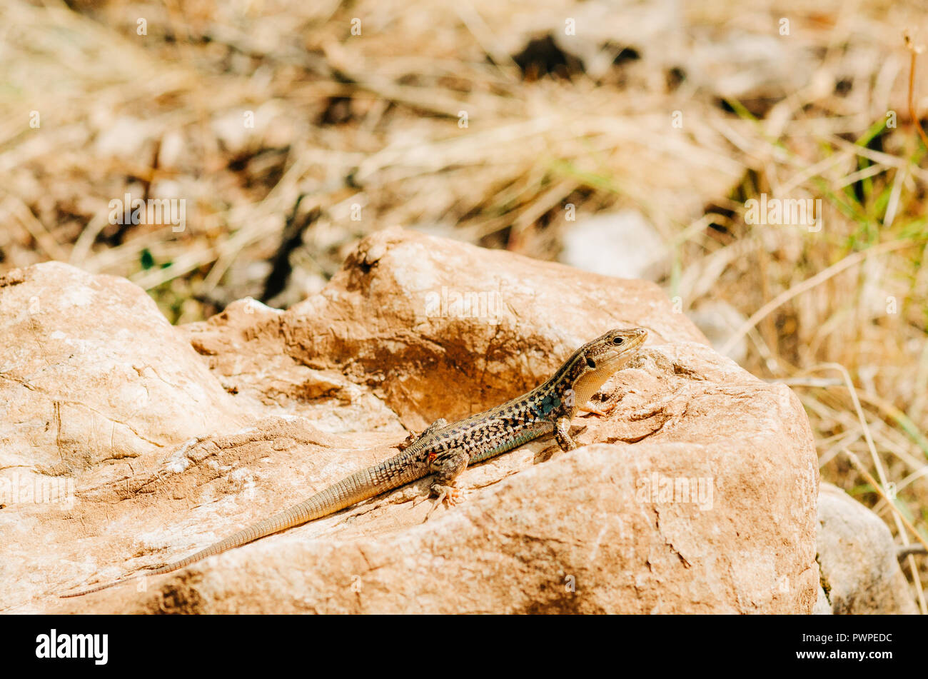 close up photography lizard Stock Photo - Alamy