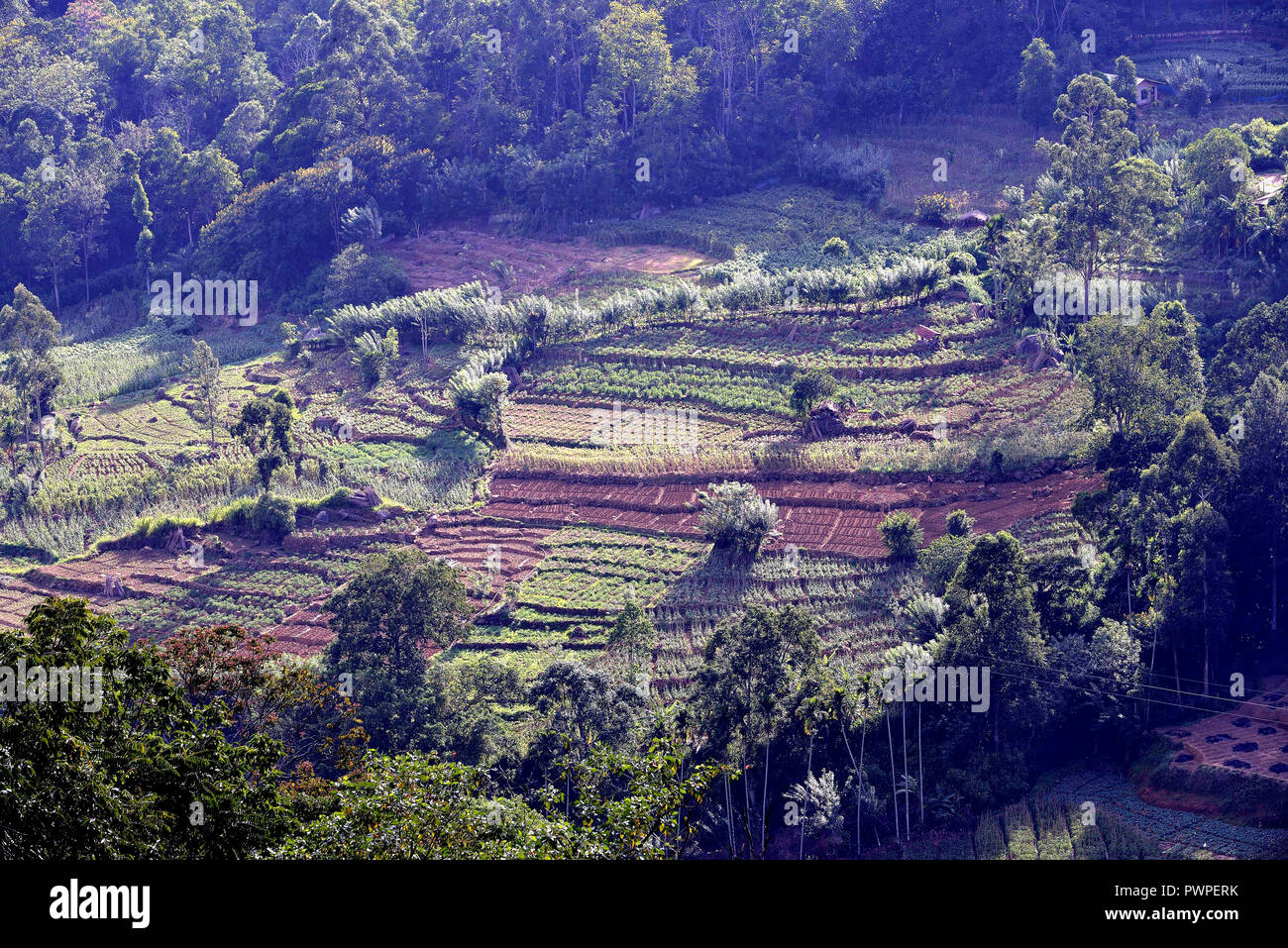 Sri Lanka. Bandarawela region, food crops Stock Photo - Alamy