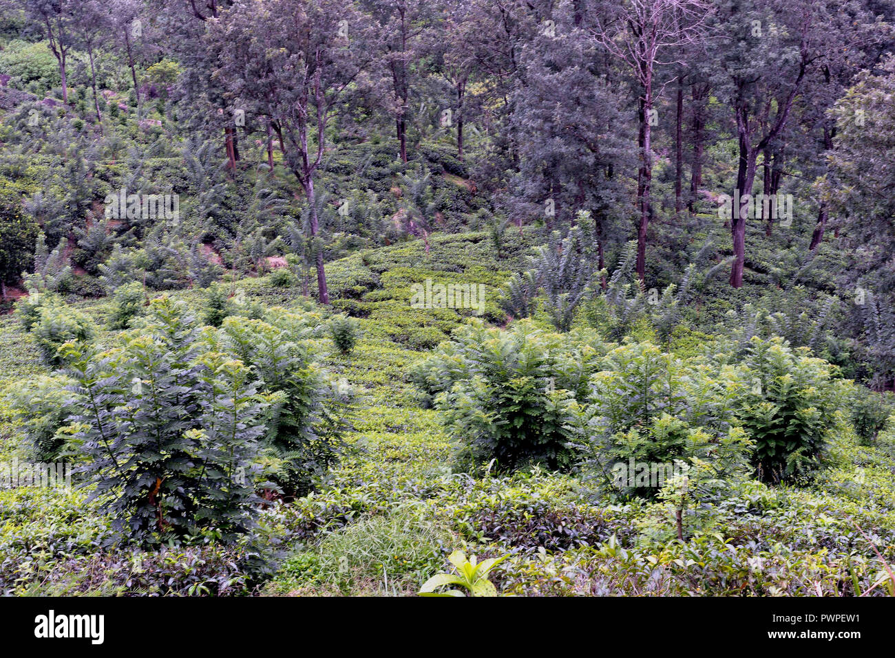 Sri Lanka. Tea plantation in the Nuwara Eliya region. Tea plantation ...