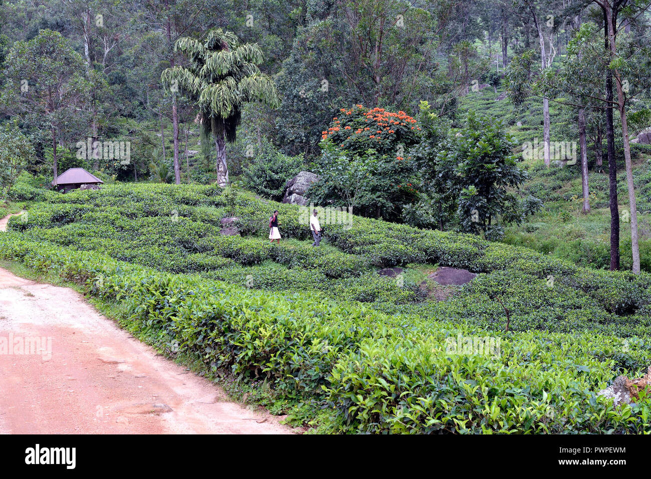 Sri Lanka. Tea plantations near Madulkelle Stock Photo - Alamy