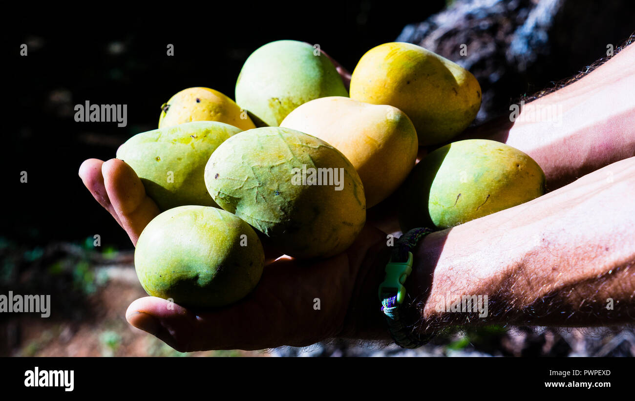 Mangoos hi-res stock photography and images - Alamy